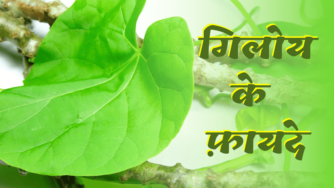 Giloy ke Fayde aur Nuksaan In Hindi |Giloy क्या है ? Giloy की जानकारी ...
