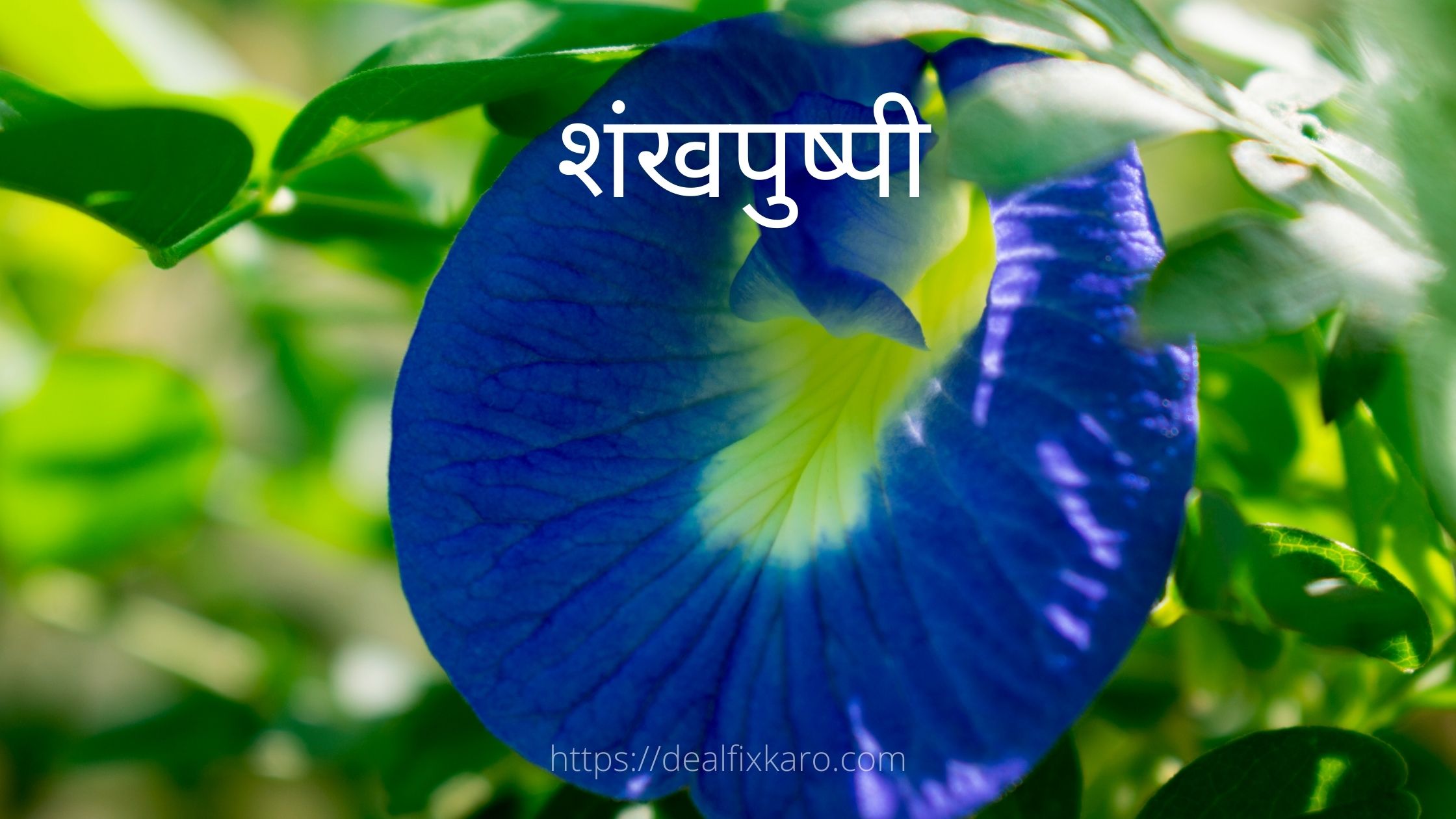 Shankhpushpi क्या है ,फायदे और नुकसान shankhpushpi benefits and side ...