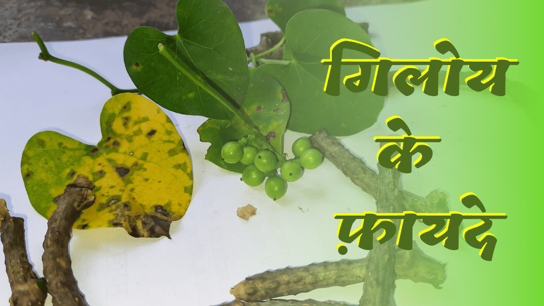 Giloy ke Fayde aur Nuksaan In Hindi |Giloy क्या है ? Giloy की जानकारी ...